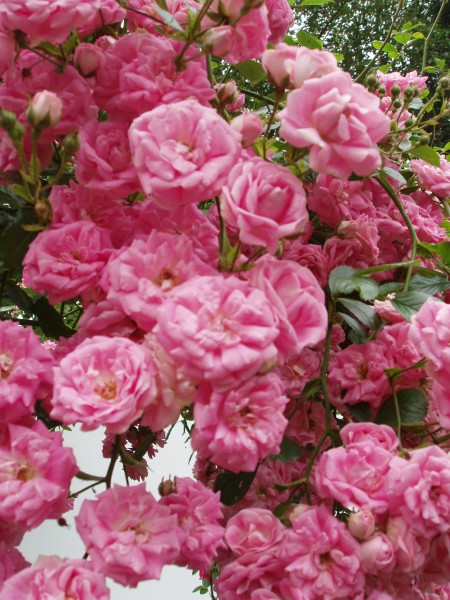 SUPER FAIRY (modern rambler) | Garden Roses | Pococks Roses | The ...