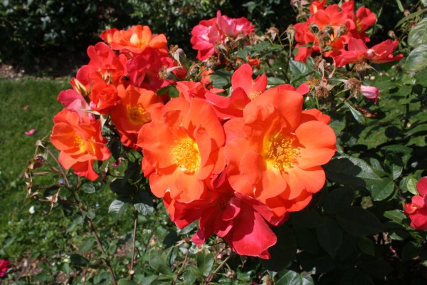 TANGERINE TANGO (climber) | Garden Roses | Pococks Roses | The Cornish ...