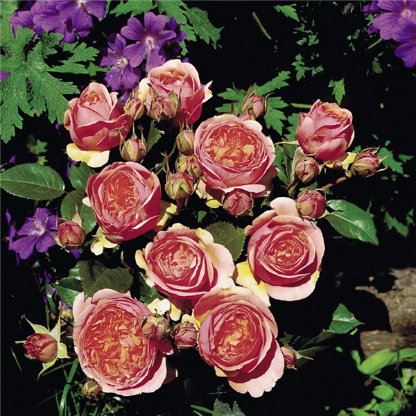 THE DUCHESS OF CORNWALL (hybrid tea) | Garden Roses | Pococks Roses ...