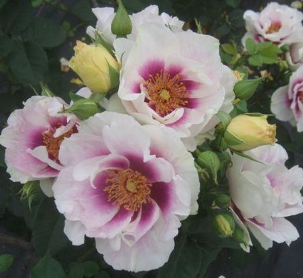 EYES FOR YOU (floribunda) | Garden Roses | Pococks Roses | The Cornish ...