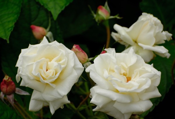 IVORY CASTLE (climber) | Garden Roses | Pococks Roses | The Cornish ...