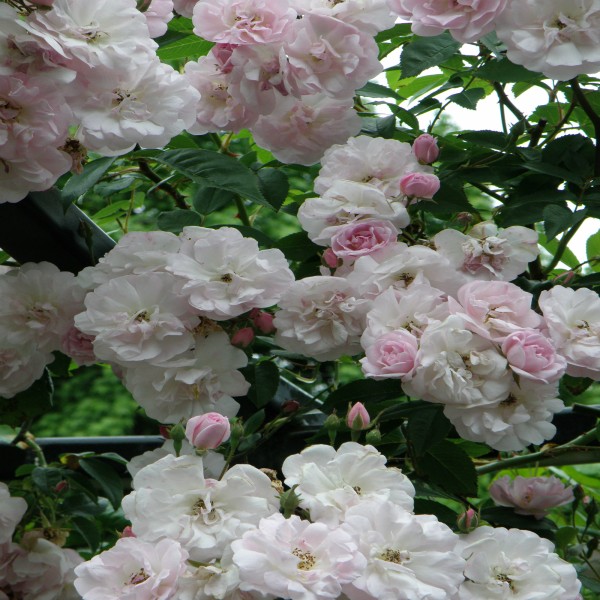 NARROW WATER (rambler) | Garden Roses | Pococks Roses | The Cornish ...