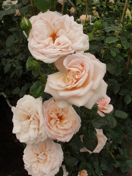 | Garden Roses | Pococks Roses | The Cornish Rose Company