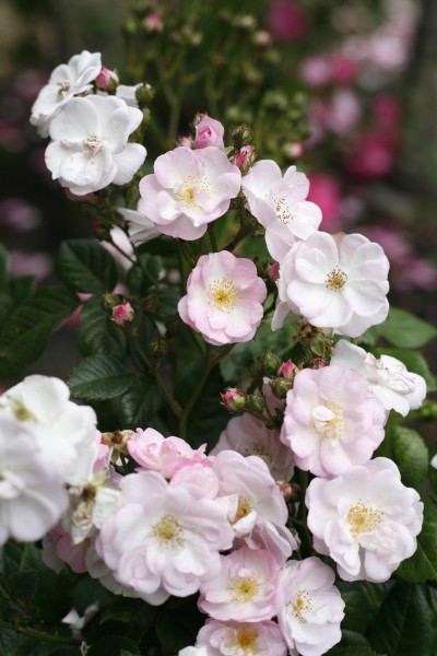 PERENNIAL BLUSH (rambler) | Garden Roses | Pococks Roses | The Cornish ...