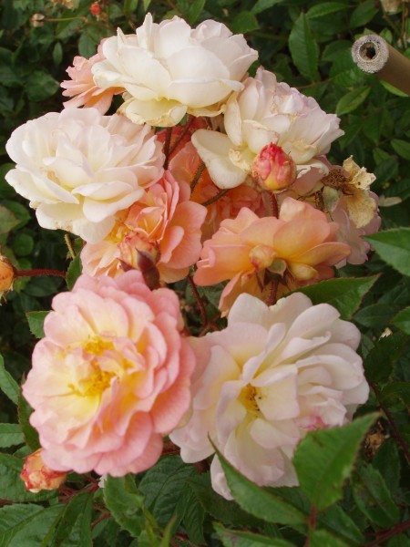 PHYLLIS BIDE (rambler) | Garden Roses | Pococks Roses | The Cornish ...