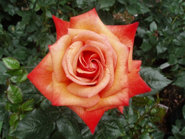 REMEMBER ME (hybrid tea) | Garden Roses | Pococks Roses | The Cornish ...