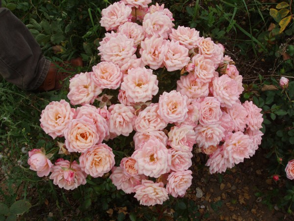 SWEETIE (Patio) | Garden Roses | Pococks Roses | The Cornish Rose Company