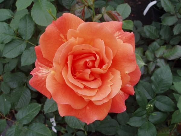 WESTERLAND (climber) | Garden Roses | Pococks Roses | The Cornish Rose ...