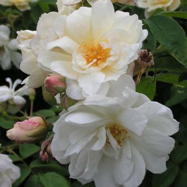 PRINCESS DE NASSAU (rambler) | Garden Roses | Pococks Roses | The ...