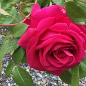 | Garden Roses | Pococks Roses | The Cornish Rose Company