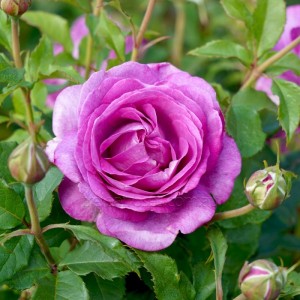 ADORABLE PARFUMA (floribunda) | Garden Roses | Pococks Roses | The ...