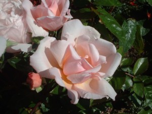 ALBERTINE (rambler) | Garden Roses | Pococks Roses | The Cornish Rose ...