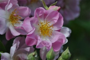 BLUSH RAMBLER (rambler) | Garden Roses | Pococks Roses | The Cornish ...