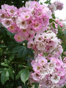 BLUSH RAMBLER (rambler) | Garden Roses | Pococks Roses | The Cornish ...