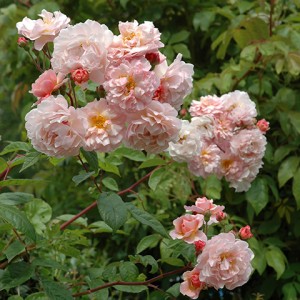 CORNELIA (Historic) (Hybrid Musk) | Garden Roses | Pococks Roses | The ...
