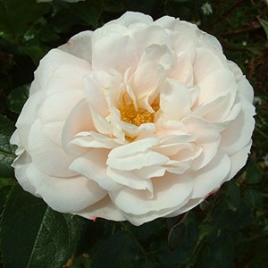 CHAMPAGNE MOMENT (floribunda) | Garden Roses | Pococks Roses | The ...