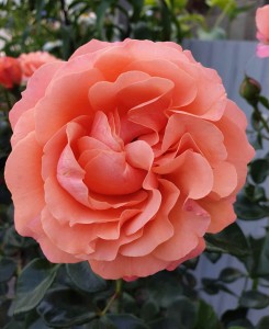 CORAL GARDENS (floribunda) | Garden Roses | Pococks Roses | The Cornish ...