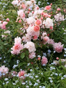 CORNELIA (Historic) (Hybrid Musk) | Garden Roses | Pococks Roses | The ...
