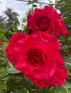 DIZZY HEIGHTS (climber) | Garden Roses | Pococks Roses | The Cornish ...