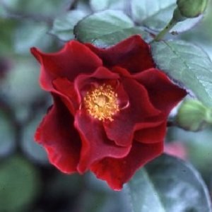 DUSKY MAIDEN (hybrid tea) | Garden Roses | Pococks Roses | The Cornish ...