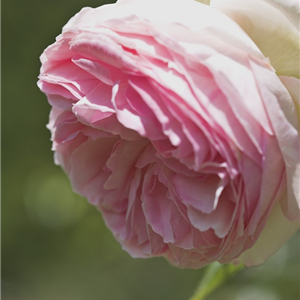 EDEN ROSE (climber) | Garden Roses | Pococks Roses | The Cornish Rose ...