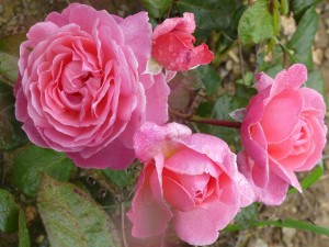 FLORA COLONIA (floribunda) | Garden Roses | Pococks Roses | The Cornish ...