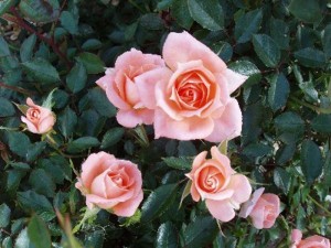FLOWER POWER (Patio) | Garden Roses | Pococks Roses | The Cornish Rose ...