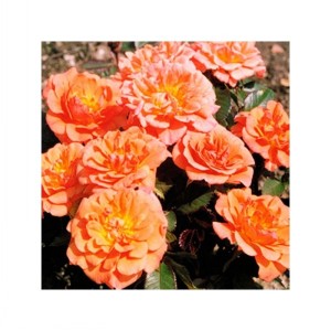 FOND MEMORIES (Patio) | Garden Roses | Pococks Roses | The Cornish Rose ...