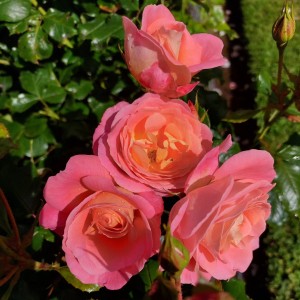 A FOND FAREWELL (floribunda) | Garden Roses | Pococks Roses | The ...
