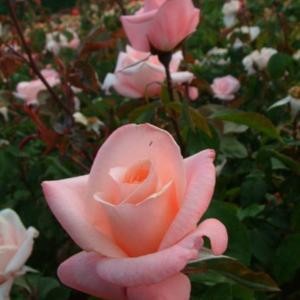 HIGH HOPES (climber) | Garden Roses | Pococks Roses | The Cornish Rose ...