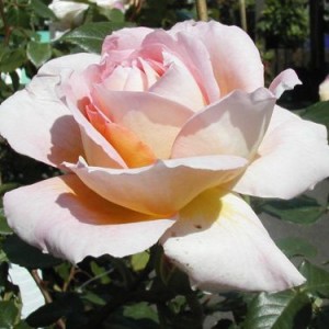 HIGH HOPES (climber) | Garden Roses | Pococks Roses | The Cornish Rose ...
