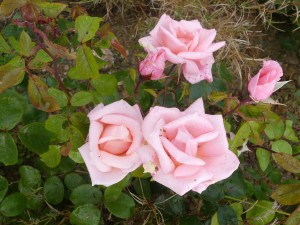 HIGH HOPES (climber) | Garden Roses | Pococks Roses | The Cornish Rose ...