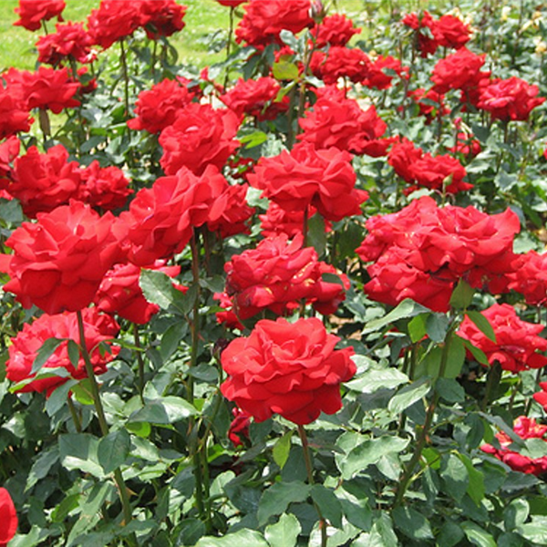 | Garden Roses | Pococks Roses | The Cornish Rose Company