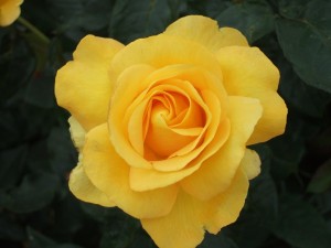 KEEP SMILING (hybrid tea) | Garden Roses | Pococks Roses | The Cornish ...