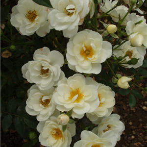 KENT (Ground cover) | Garden Roses | Pococks Roses | The Cornish Rose ...