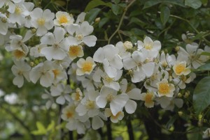 KIFTSGATE (rambler) | Garden Roses | Pococks Roses | The Cornish Rose ...