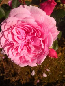 LUCY IN THE SKY (climber) | Garden Roses | Pococks Roses | The Cornish ...