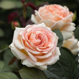LADY CAPRI (hybrid tea) | Garden Roses | Pococks Roses | The Cornish ...