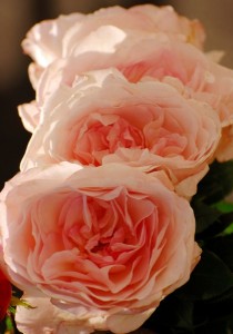LILIANA (shrub) | Garden Roses | Pococks Roses | The Cornish Rose Company