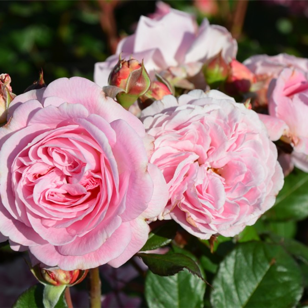 LOVELY PARFUMA (floribunda) | Garden Roses | Pococks Roses | The ...