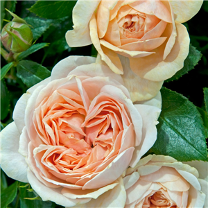 JOIE DE VIVRE (floribunda) | Garden Roses | Pococks Roses | The Cornish ...