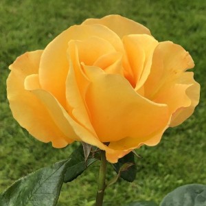 KEEP SMILING (hybrid tea) | Garden Roses | Pococks Roses | The Cornish ...