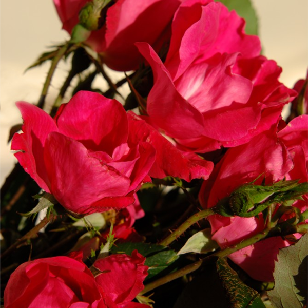 KNOCKOUT (shrub) | Garden Roses | Pococks Roses | The Cornish Rose Company