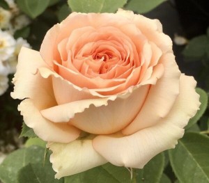 LADY CAPRI (hybrid tea) | Garden Roses | Pococks Roses | The Cornish ...