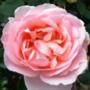 LILIANA (shrub) | Garden Roses | Pococks Roses | The Cornish Rose Company