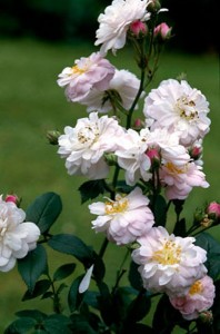 LITTLE RAMBLER (rambler) | Garden Roses | Pococks Roses | The Cornish ...