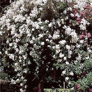 KIFTSGATE (rambler) | Garden Roses | Pococks Roses | The Cornish Rose ...