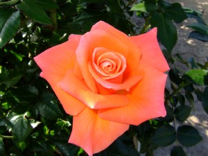 MAMA MIA (hybrid tea) | Garden Roses | Pococks Roses | The Cornish Rose ...