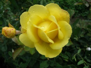 MOUNTBATTEN (floribunda) | Garden Roses | Pococks Roses | The Cornish ...