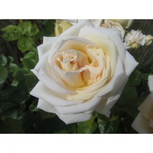 HYBRID TEA; CREAMY WHITE | Garden Roses | Pococks Roses | The Cornish ...